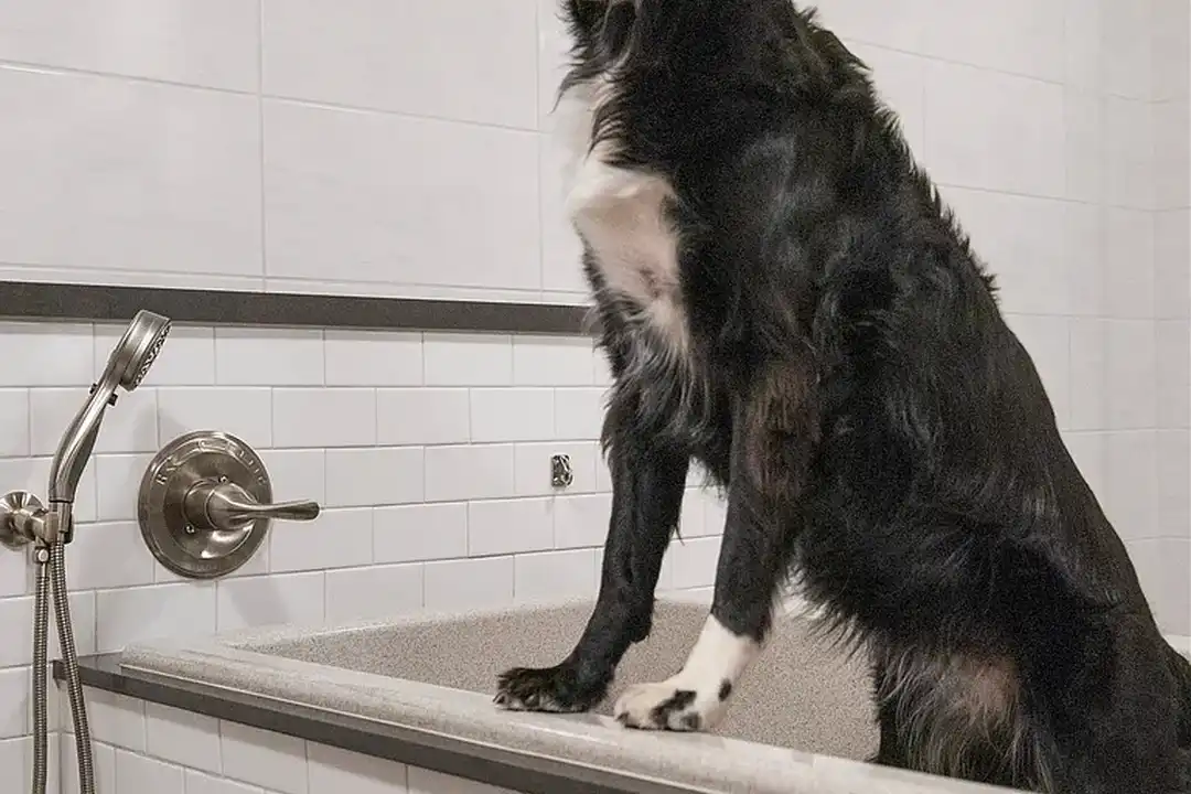 Hanover RiNo - 2950 Brighton Blvd - Denver, CO | Rent.